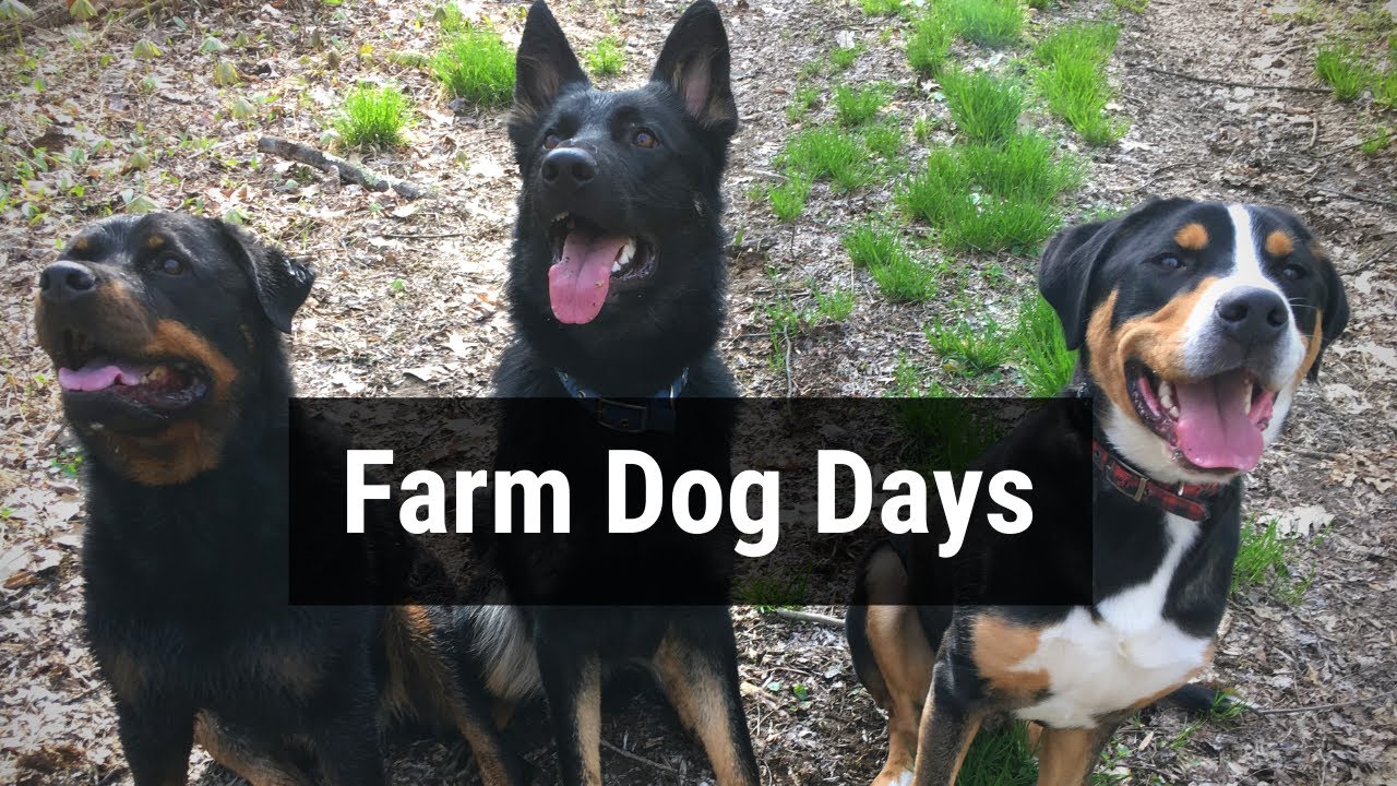 Farm Dog Days: The Incredible K9: Daycare - YouTube
