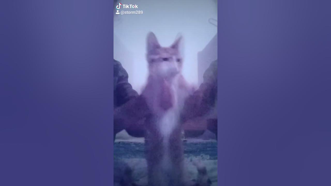 My Cat Is ON Fire YouTube my-cat-is-on-fire-youtube