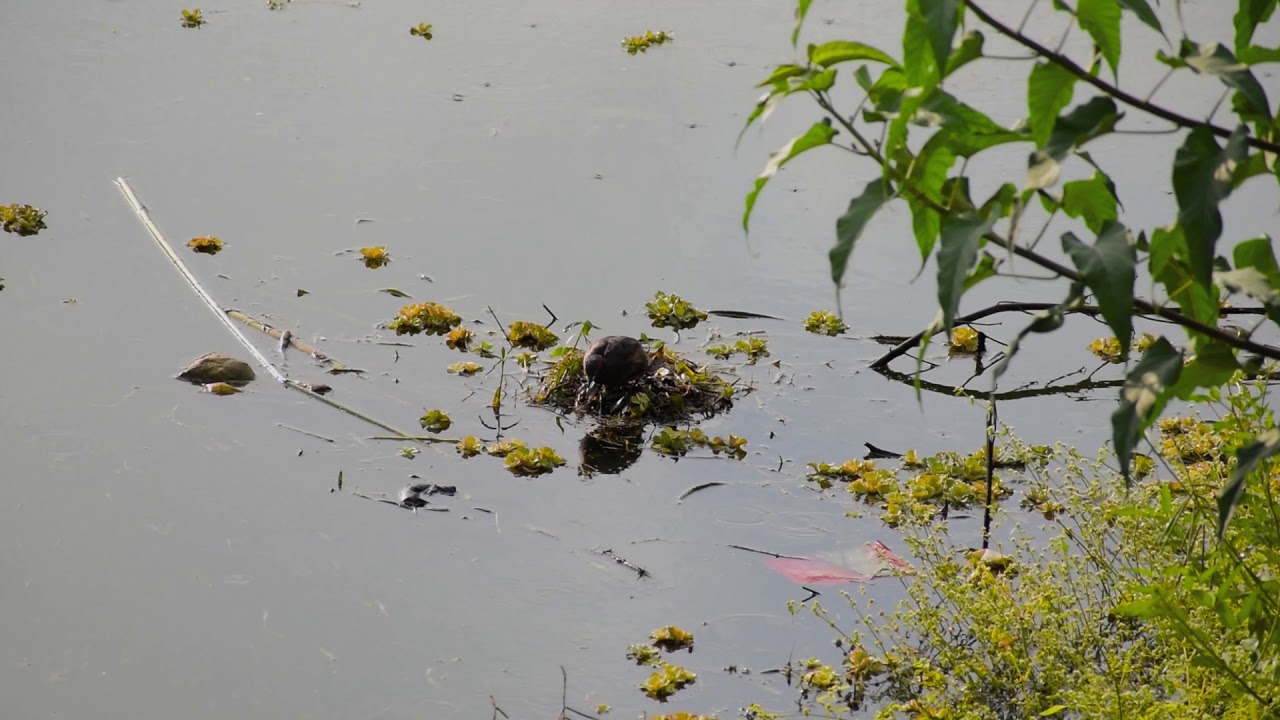 Smallest water bird Little grebe 2020 (dabchick). #indianbirds # ...