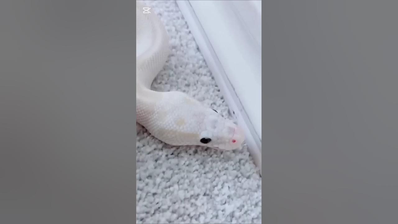 World's Rarest & Most Expensive Snake: The Secret of the White Snake ...