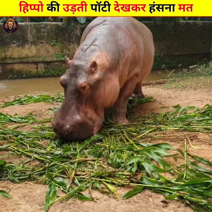 Why Hippos Spray Poop Everywhere | #shorts - YouTube