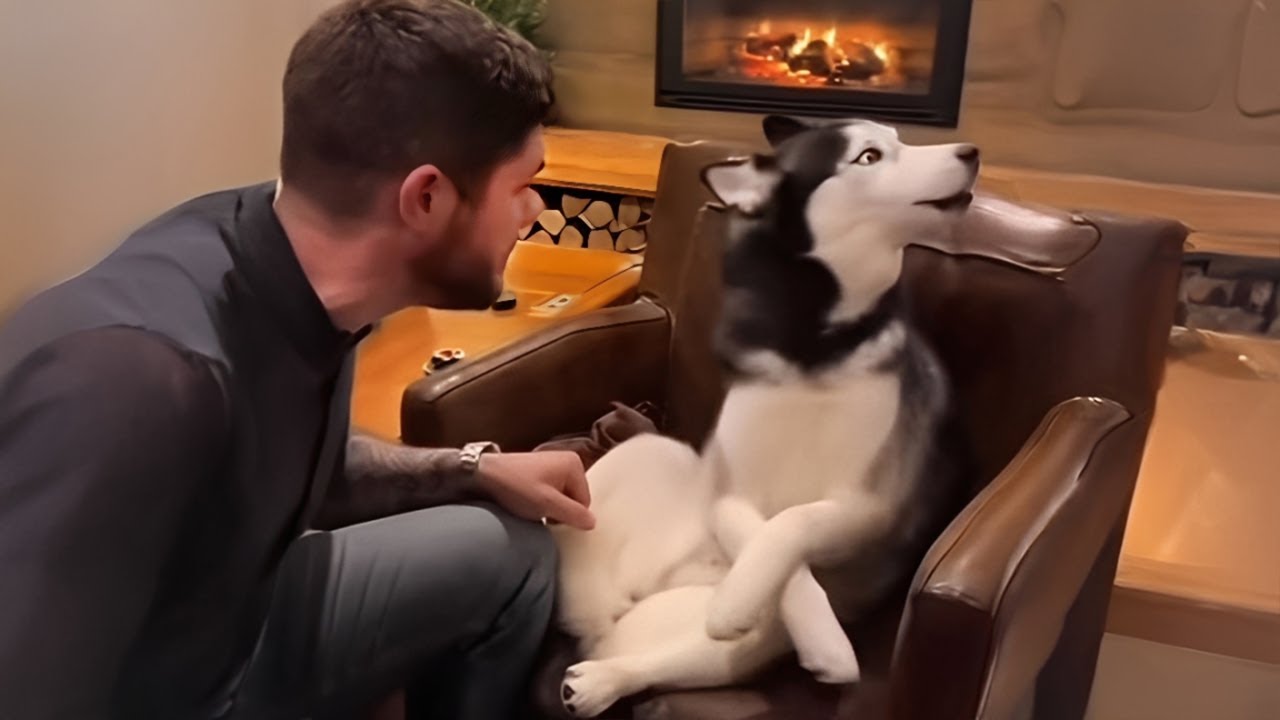 Dogs Can't Stop Being Sassy with their Human 🤣 Funny Animals Video 2025 ...
