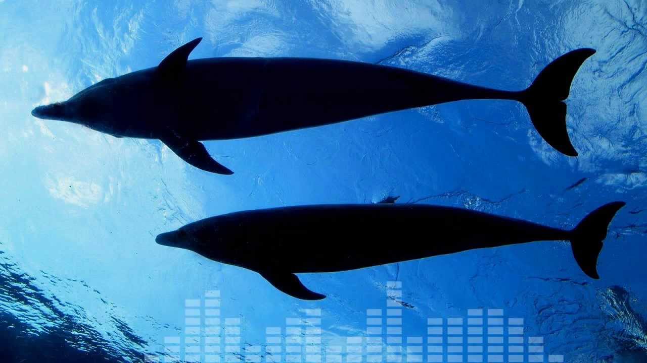 【Trance】Dolphin【Xelfery / Original】 - YouTube