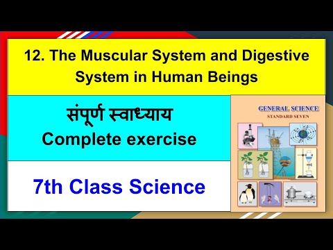 12. The Muscular System and Digestive System in Human Beings ...
