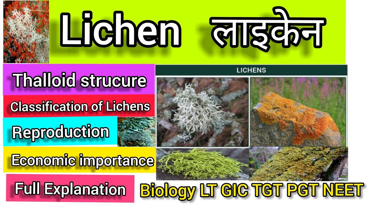 Lichen (लाइकेन)Thalloid structure, Classification of lichen, Target TGT ...