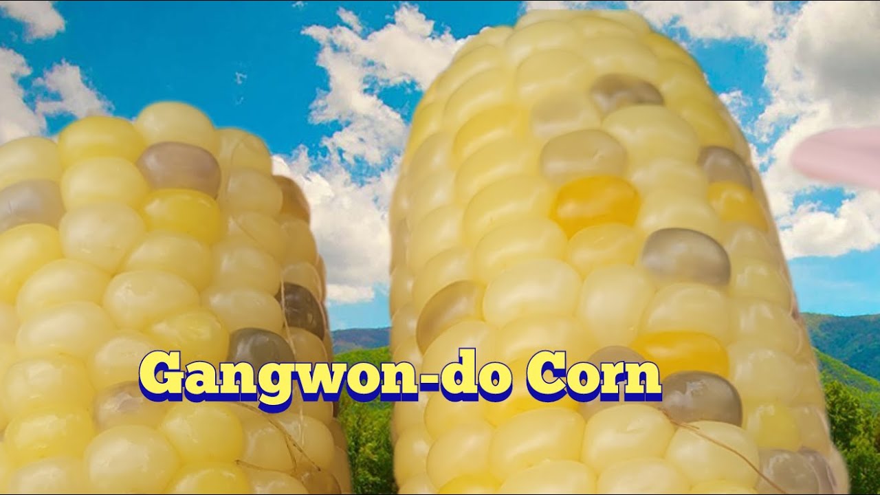 찰옥수수 (Gangwon-do Corn) - very waxy corn...chewy delicious - YouTube
