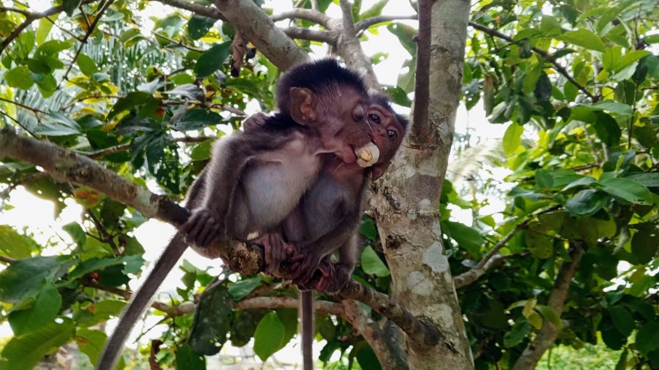 [ Monkey Raja ] Raja and Raji like to eat rambutan fruit...!! - YouTube