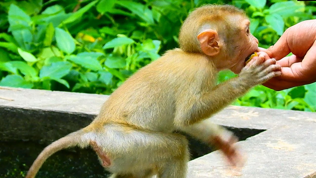 Wild life documentary - Explore Earth's Tropical Jungle Eps 29 ...