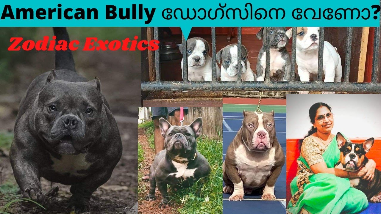 നമ്മുടെ American Bully ക്ക് കുഞ്ഞുങ്ങൾ ഉണ്ടായി|Zodiac Exotics American ...