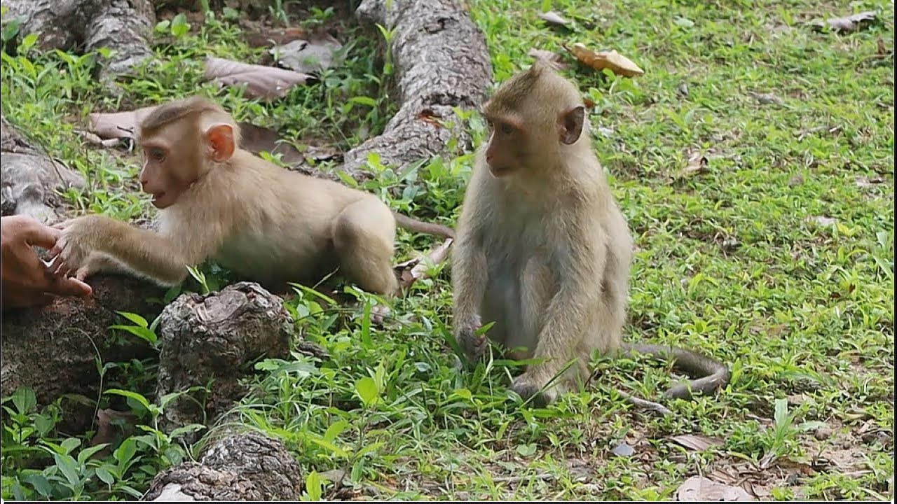 Nice active ! Family Monkey Leo vs Rainbow happies playing with baby ...
