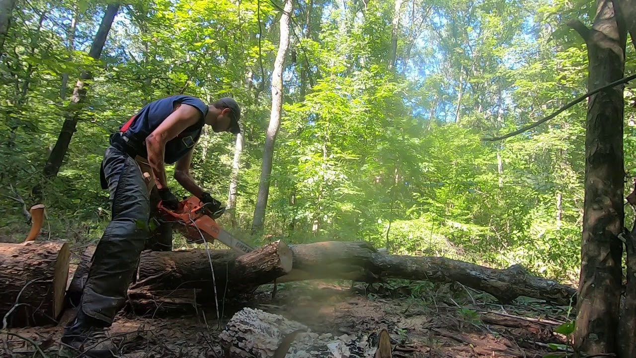 Bucking Large Tree that was fallen before. - YouTube