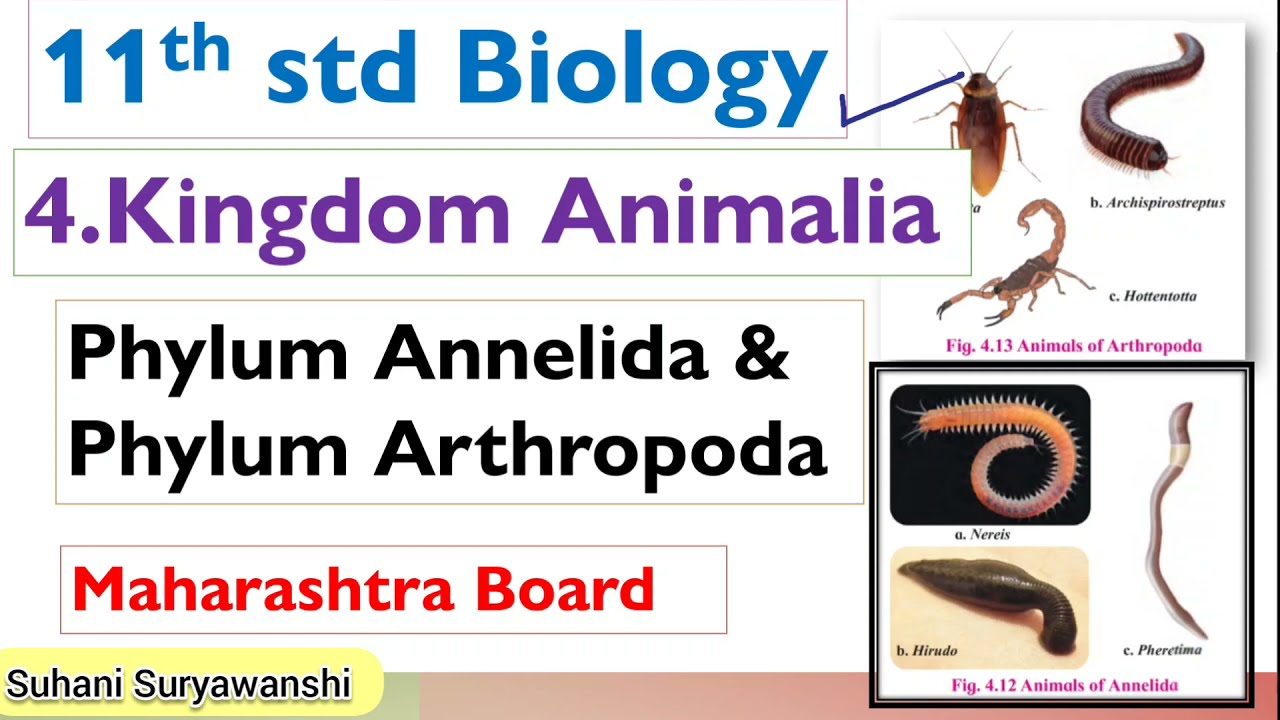 Kingdom Animalia Phylum Arthropoda