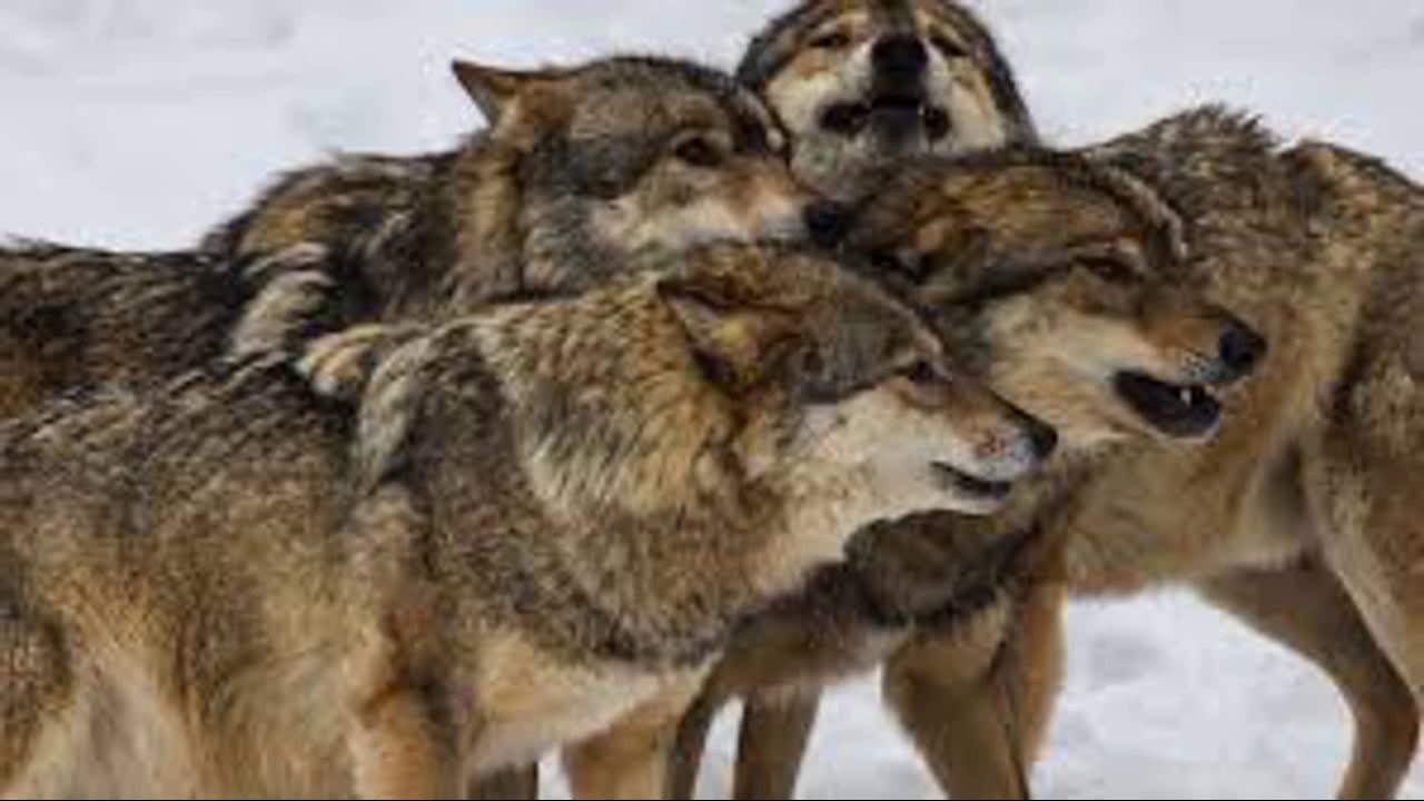 le loup v2 - YouTube