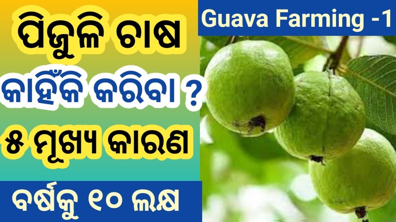 Guava Farming - 1 | Commercial Guava Farming in Odisha | Land, Soil ...