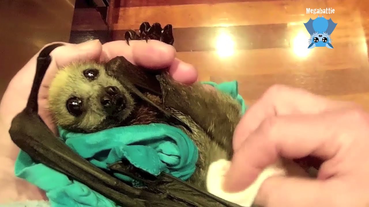 Newly rescued baby flying-fox: this is Dagwood - YouTube
