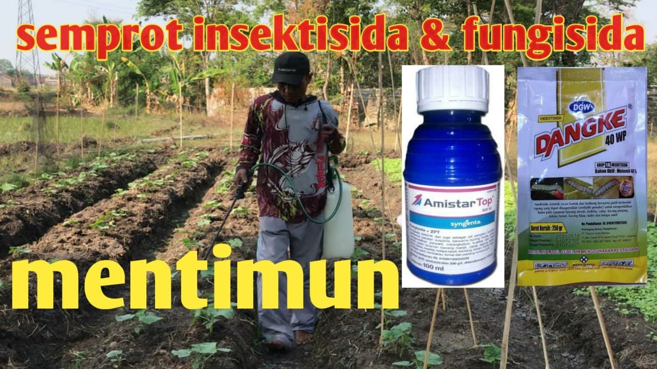 penyemprotan pertama insektisida&fungisida tanaman mentimun - YouTube