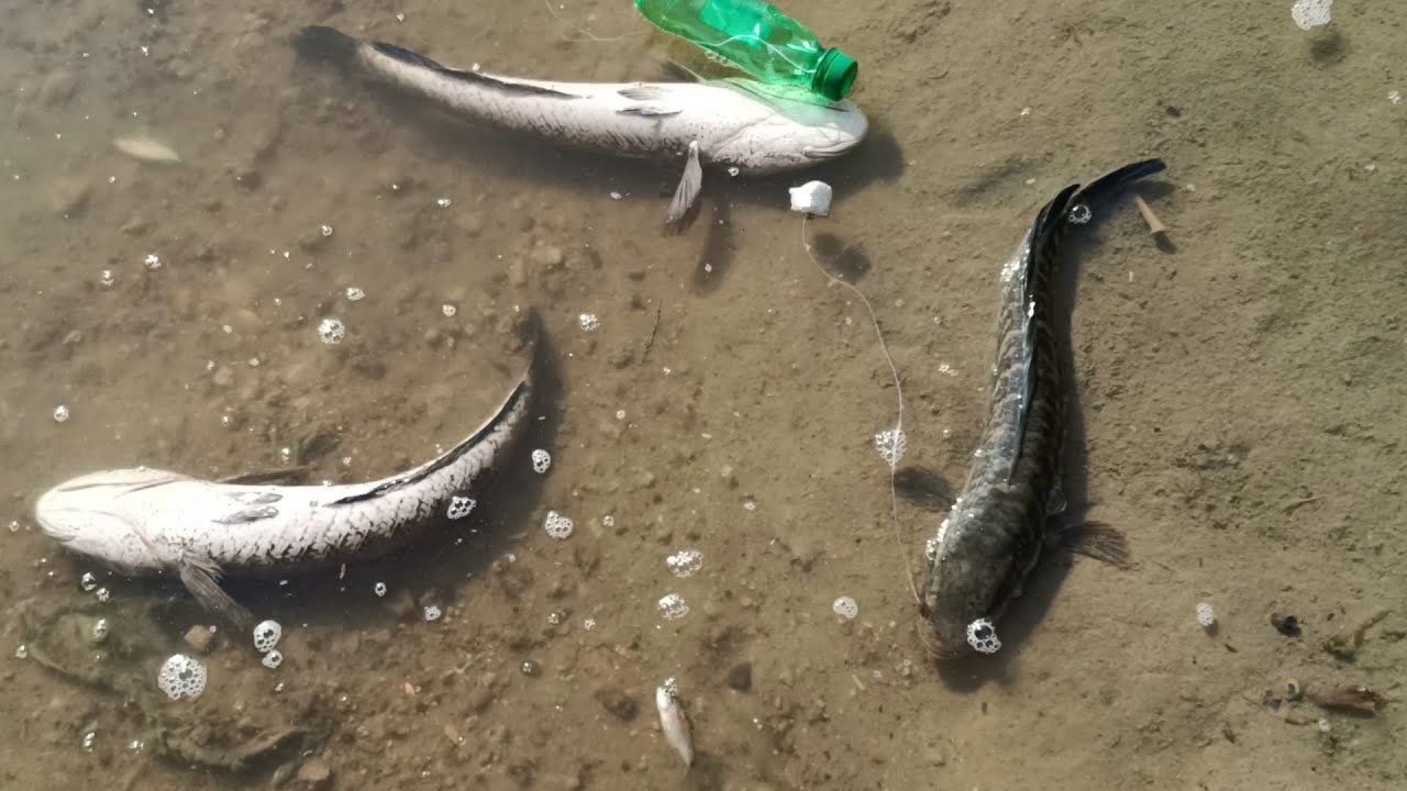MURREL FISH THREE HUNDING 🐳 | இந்த மீன் என்னைய பயமுறுத்தி விட்டது 🐠 ...