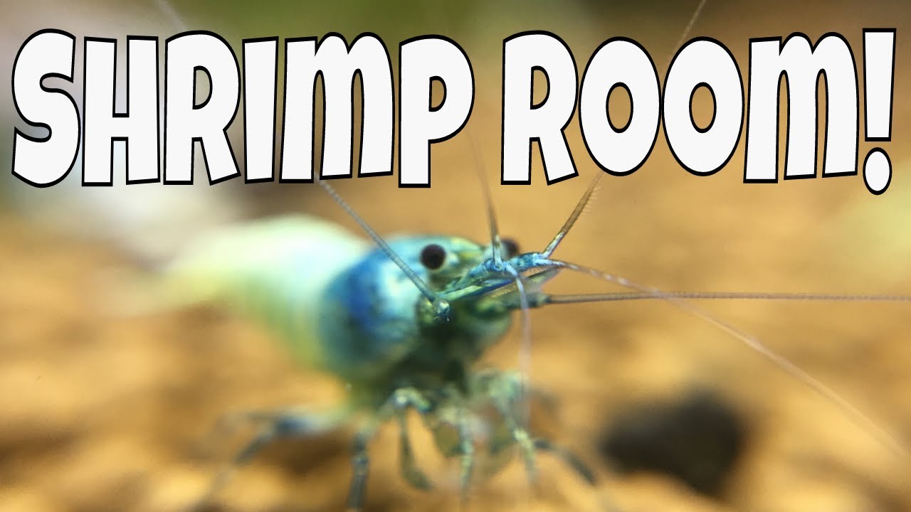 All my shrimp aquariums! 100's of FRESHWATER DWARF SHRIMP! - YouTube