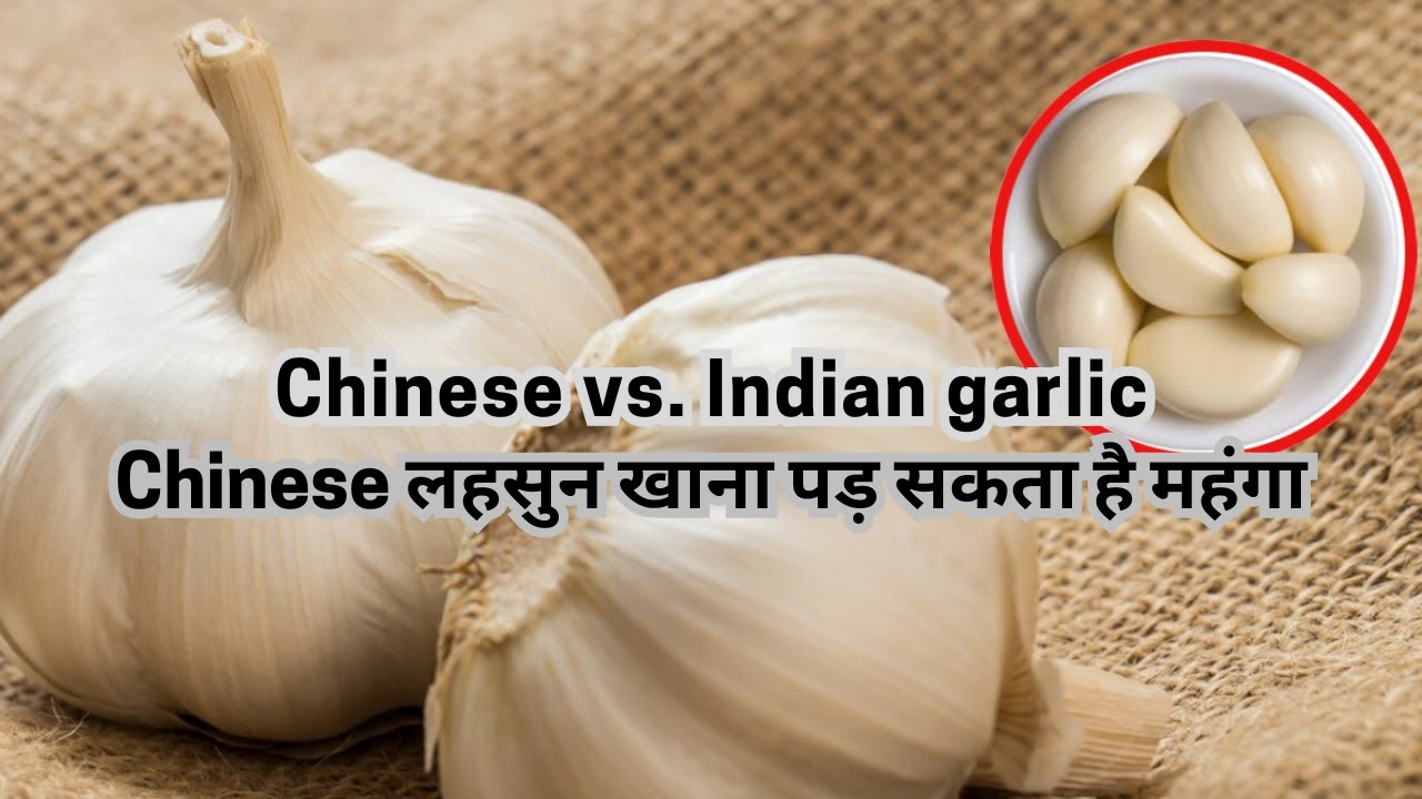 BANNED CHINESE GARLIC in INDIAN market (Times Now)| Why Is Chinese ...