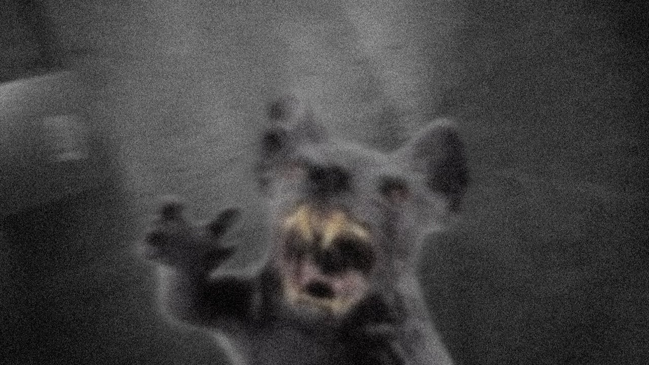 Giant Sewer Rat - YouTube