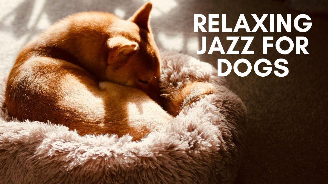 Relaxing Jazz Music for Dogs 🐾 Soothing Sounds for Calm and Peaceful ...