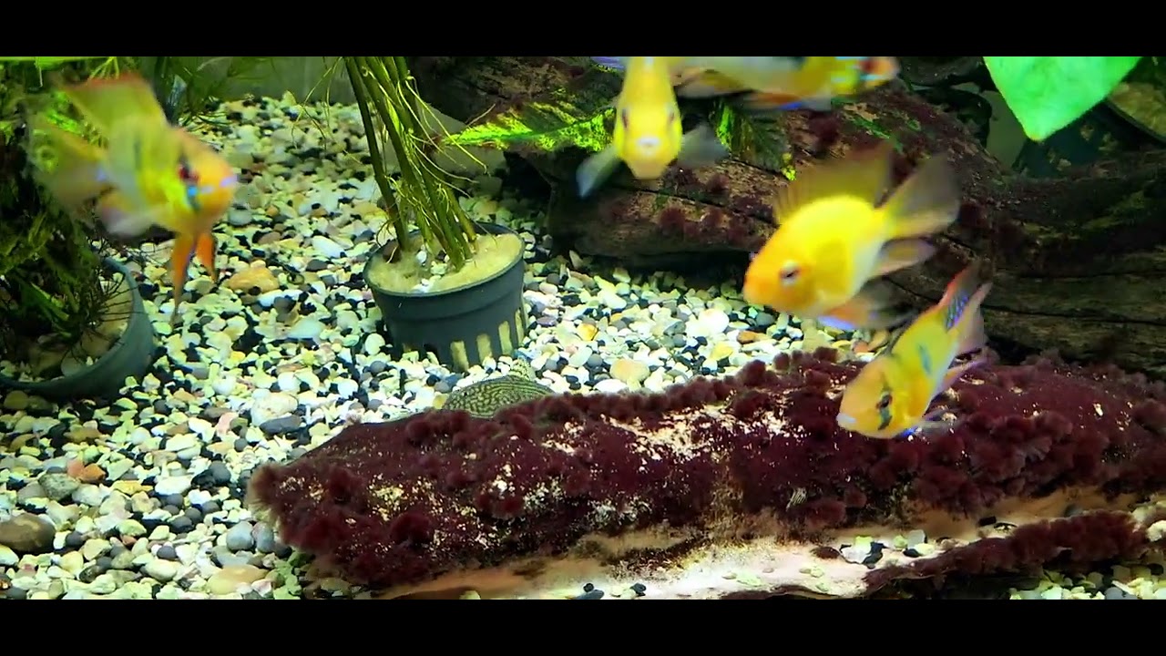 hillstream or ufo loaches - YouTube