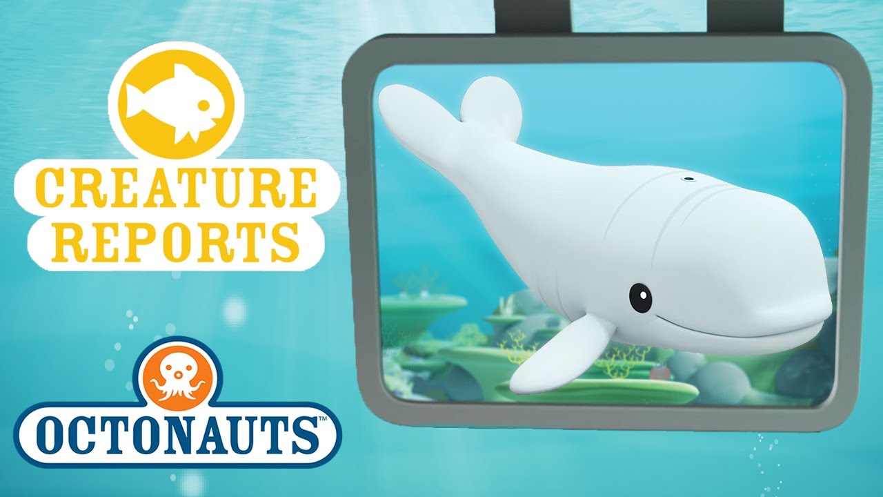 Octonauts - Creature Report | Sea Creatures Beginning with the Letter ...