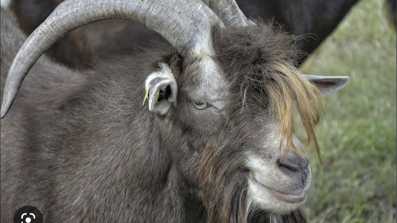 The Billy goat in action! - YouTube