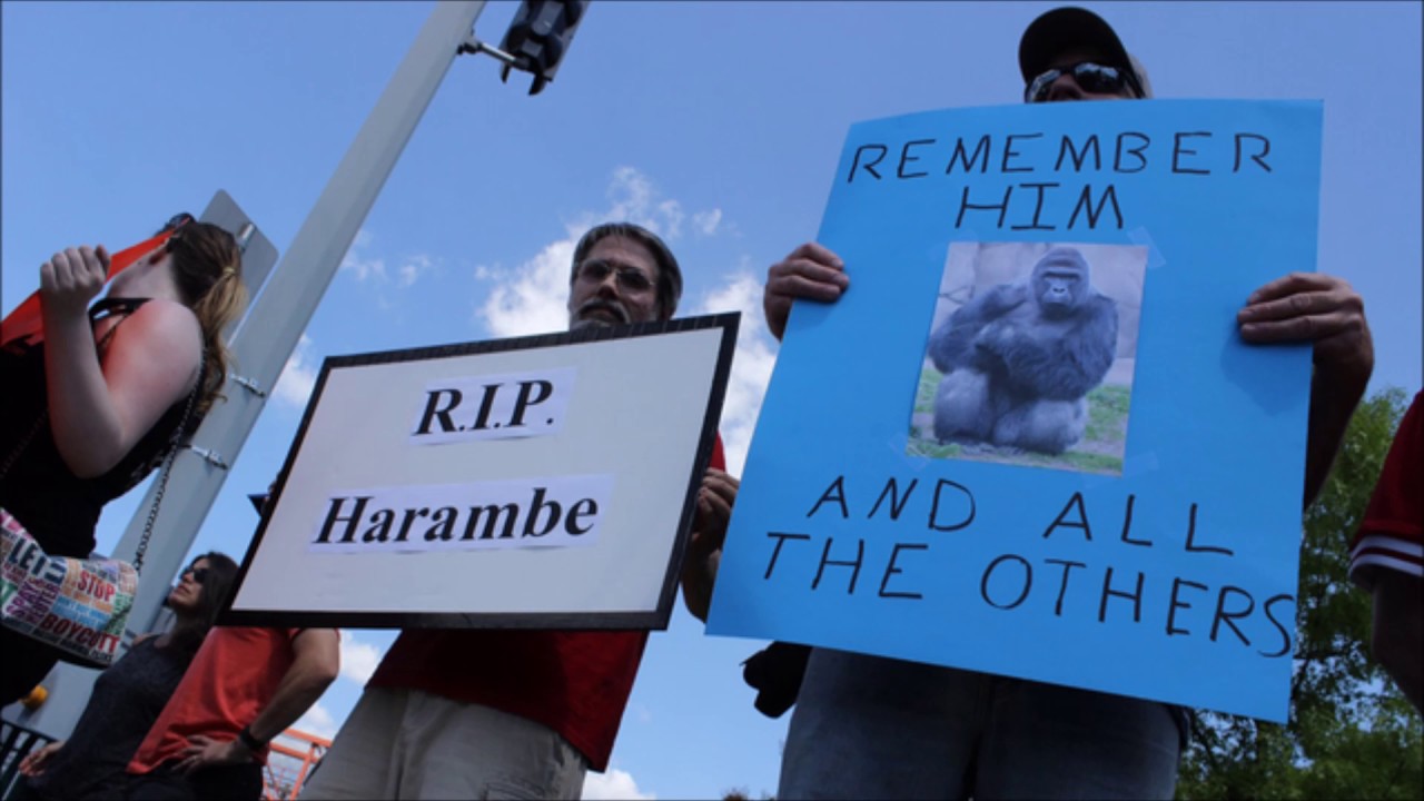 Harambe Tribute Video - YouTube