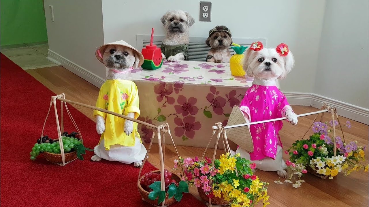 Best of Best 🐶 Dog SOO Cute! #5 🐶 Dogs - Awesome Funny dog Life Video 😇 ...