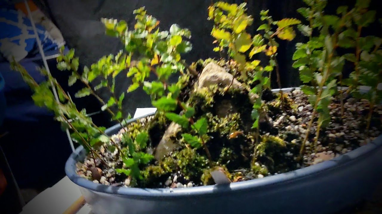 How to make a Root over Rock Bonsai Forest ( Part 2 ) + pruning the ...