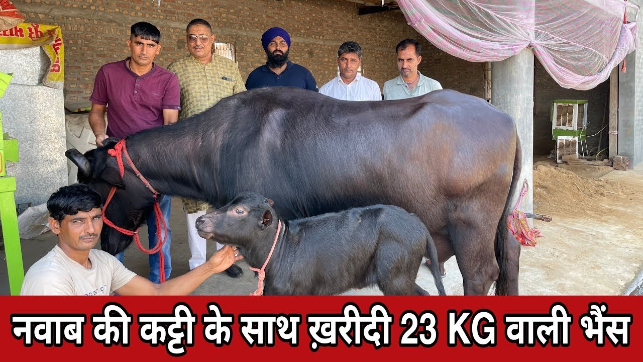 Sansaniwal Dairy Farm 9812319308 📱9812301213 🌹🌹 SDF HSB - YouTube