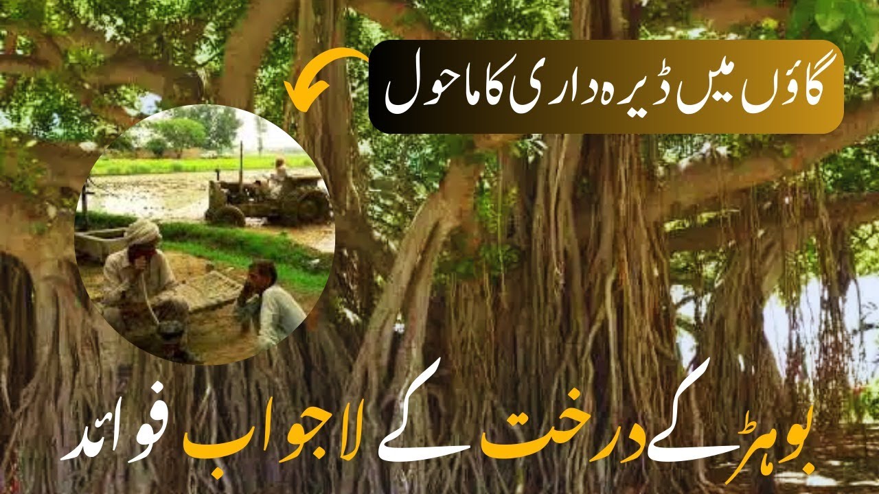 Bohar ka darakht ka kamalaat بھور کا درخت حکمت کا خزانہ ہے - YouTube