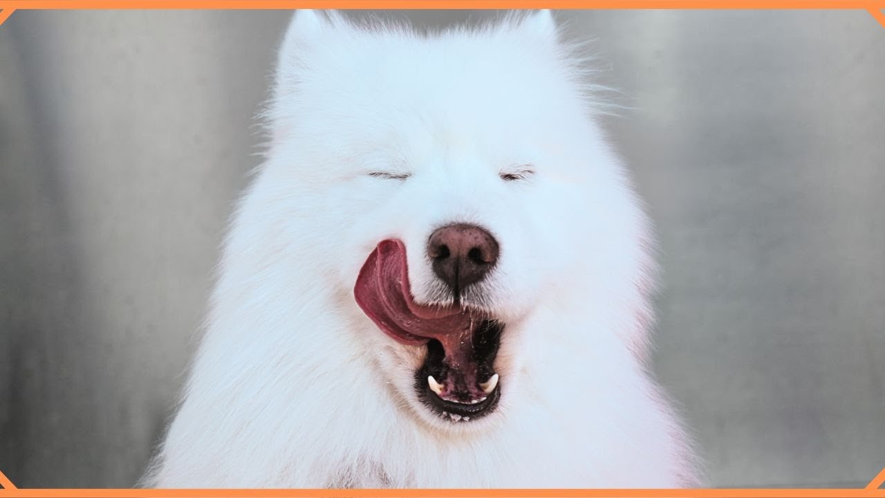 Stunning Samoyed Dog Is A Real Life CLOUD - YouTube