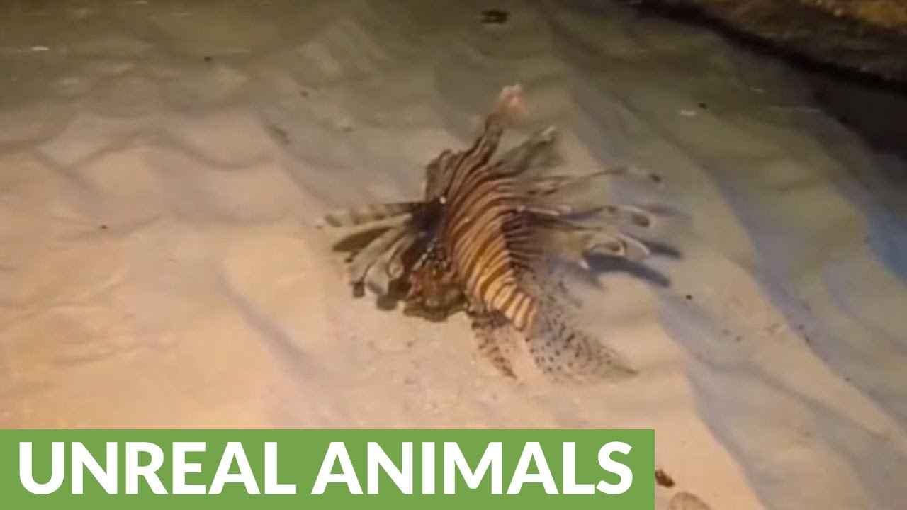 Divers find hiding creatures on ocean floor - YouTube