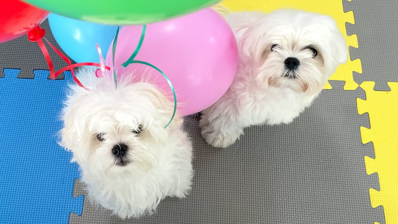 MALTESE PUPPIES PLAYING DURING THEIER FIRST WEEK AT HOME - YouTube