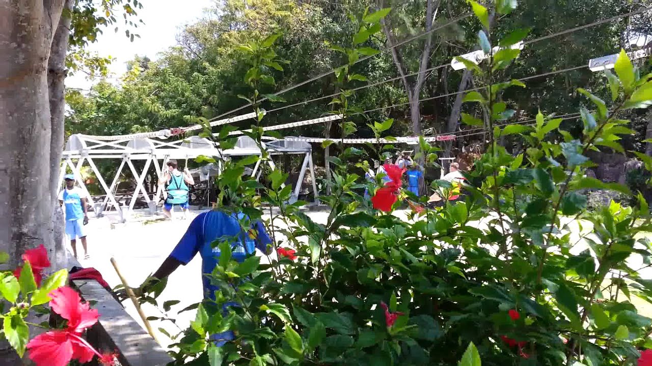 Preparatory zipline the Dragon's Breath Zip Line in Labadee, Haiti ...
