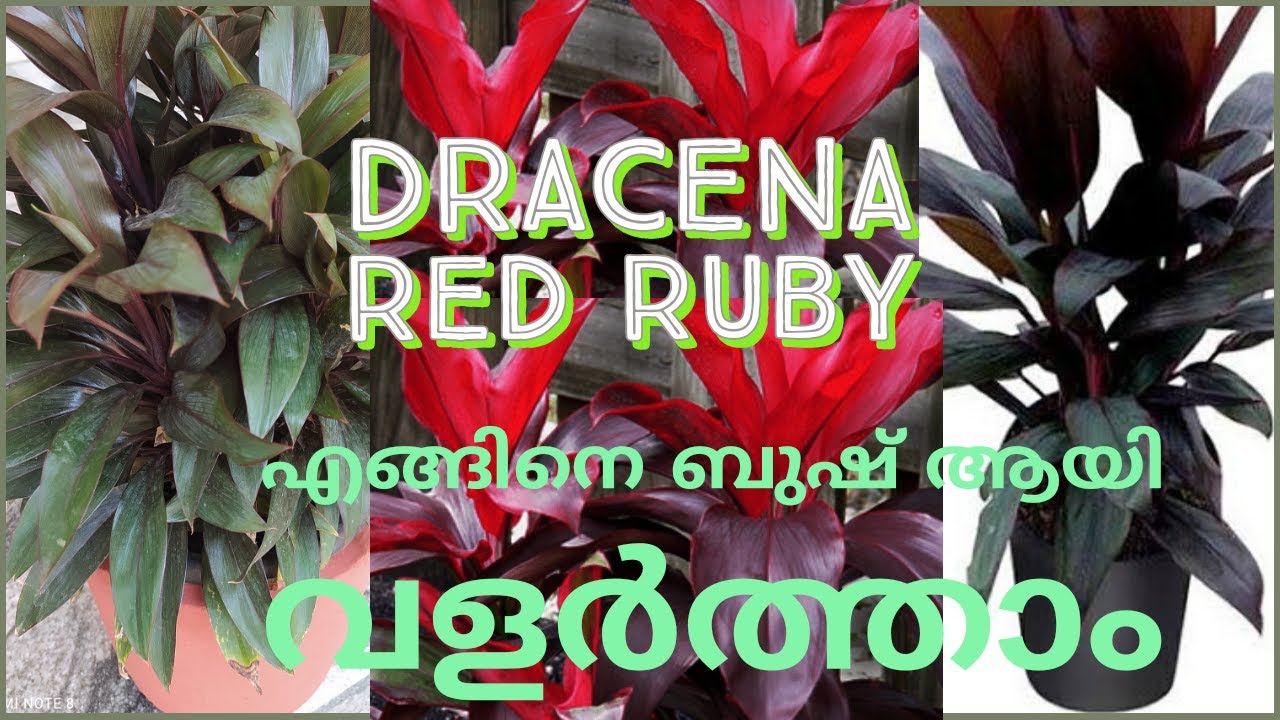 How To Grow Bussy DRACAENA Red Ruby. /Cordyline red Ruby - YouTube