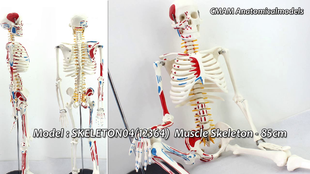 170/85cm Human Skeleton Model - YouTube