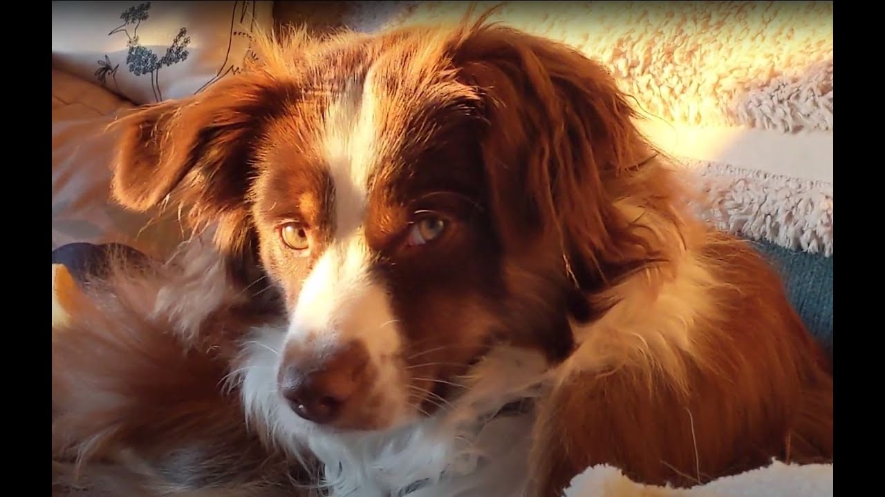 Cali the Calico kitten puts bemused Aussie step-sis in headlock - and ...