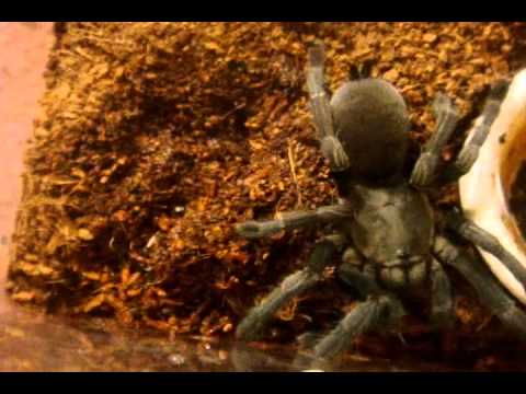 Another Molt - Female Selenocosmia/Pholigus crassipes (Queensland ...