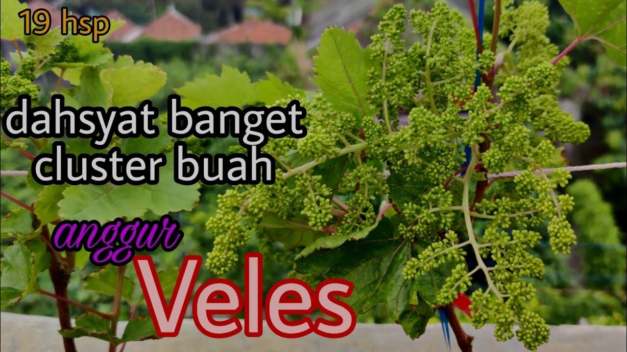 Anggur Veles part 2 | sortir cabang dan pemupukan | 19 hsp - YouTube