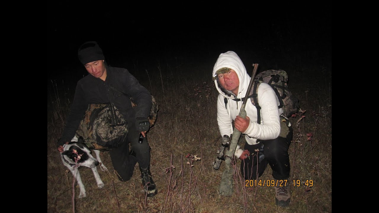 Mongolian Bull Arab hunting in the Deep of Mongolian Khentii mountain ...