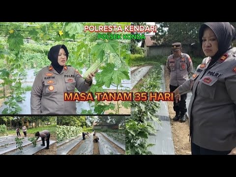 masa Tanam 35 Hari - YouTube