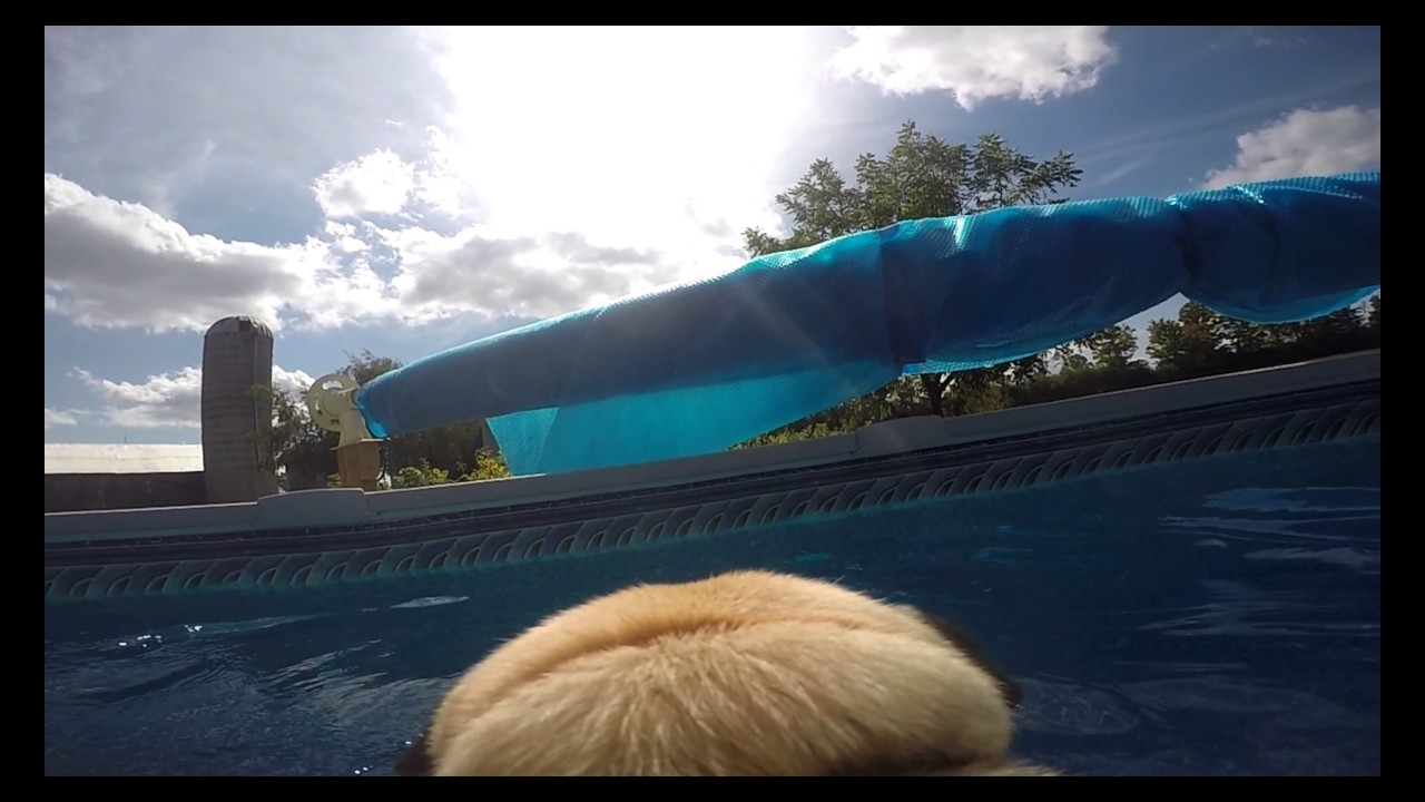 poppy swim - YouTube