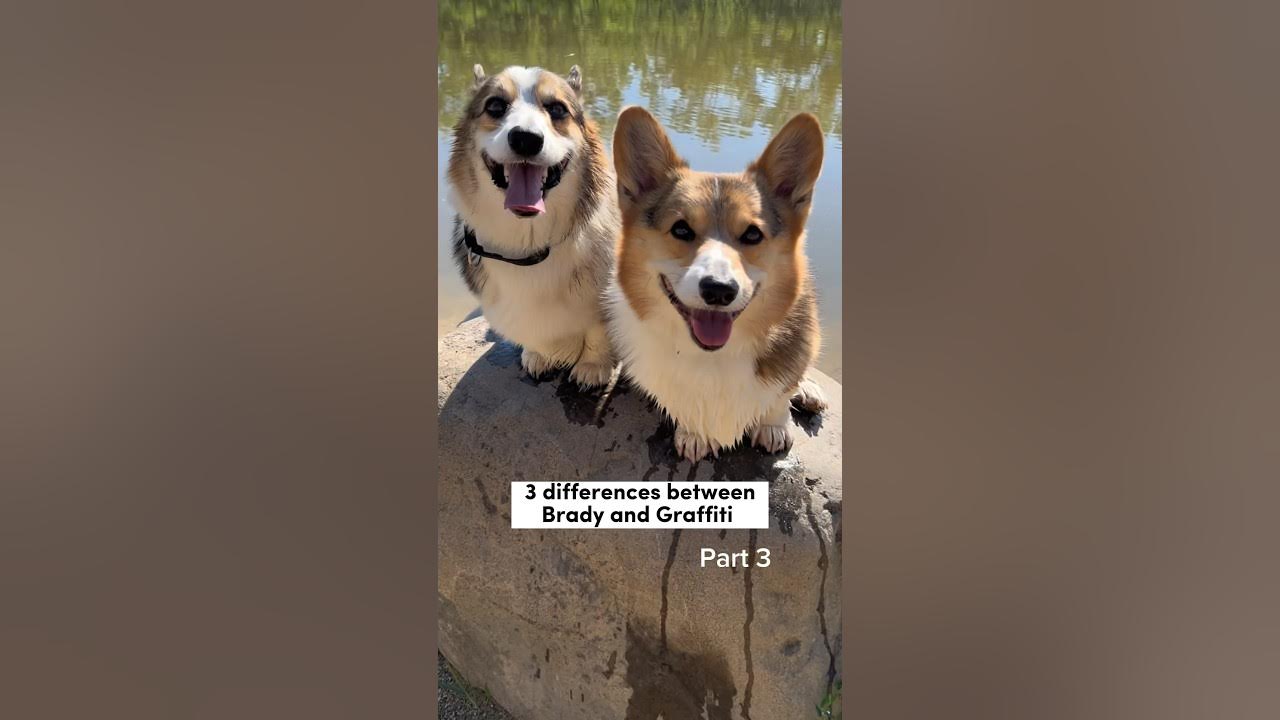 Difference Between My Two Corgis #corgi #dogs - YouTube