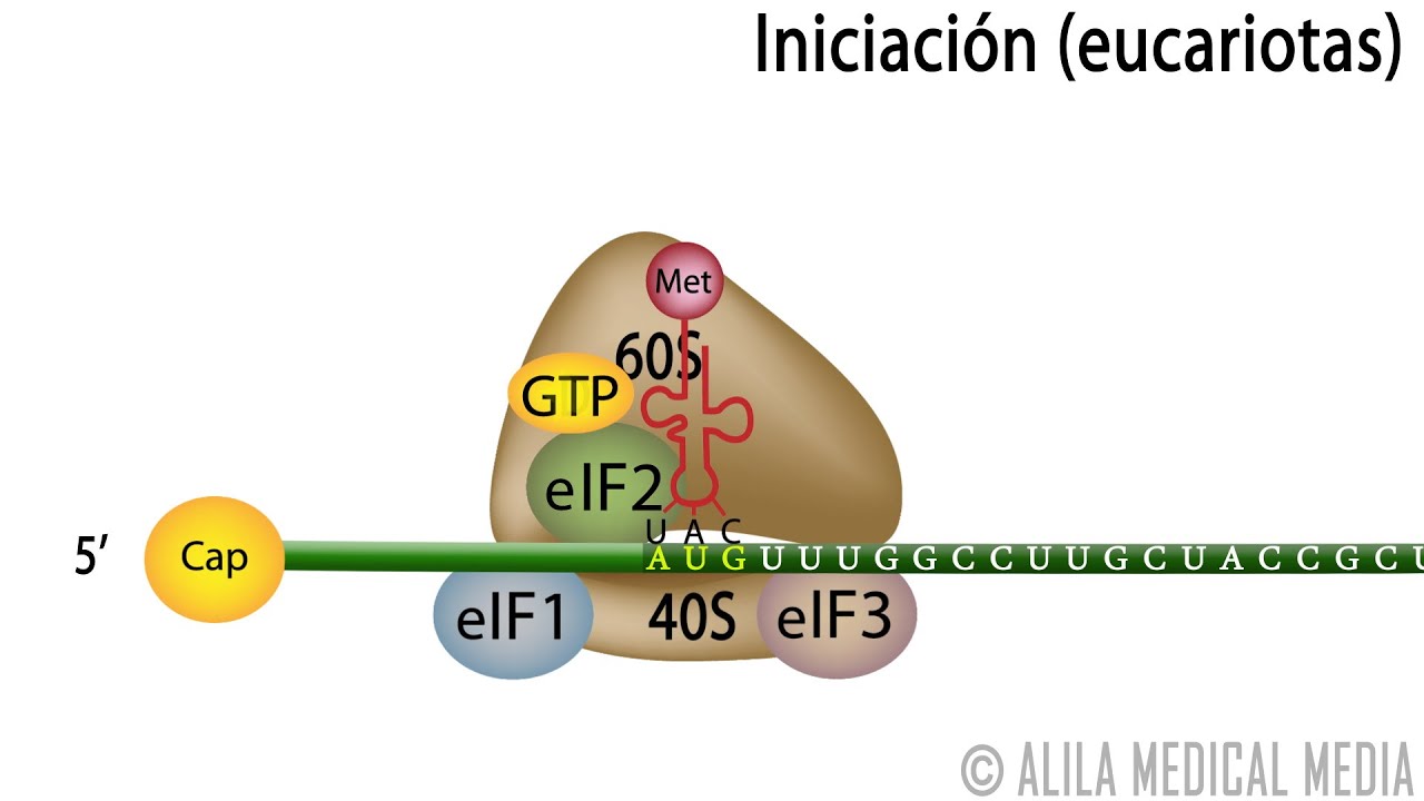 Traducción Eucariota Síntesis De Proteínas Alila Medical Media Español Youtube