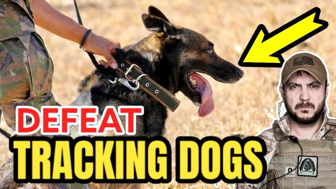 A SKILL YOU MAY JUST NEED TO KNOW! HOW TO DEFEAT TRACKING DOGS! - YouTube
