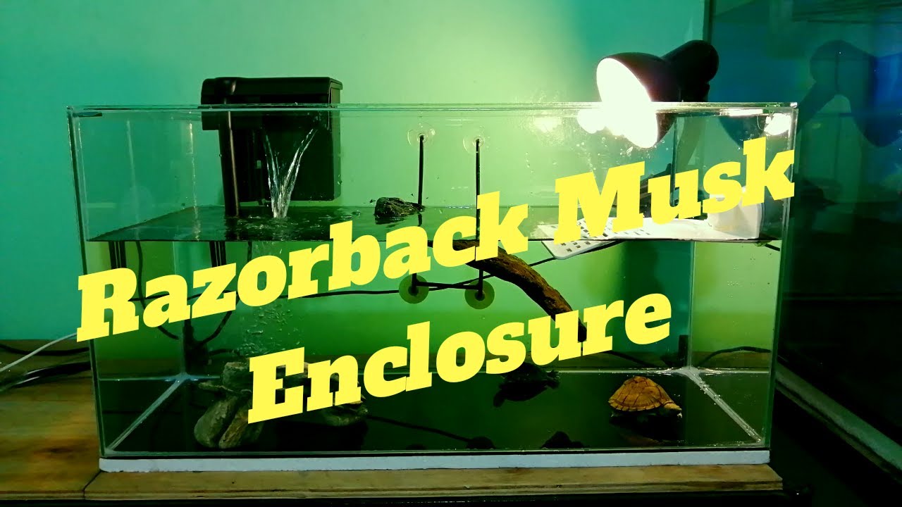 My Razorback Musk Turtle Enclosure - YouTube
