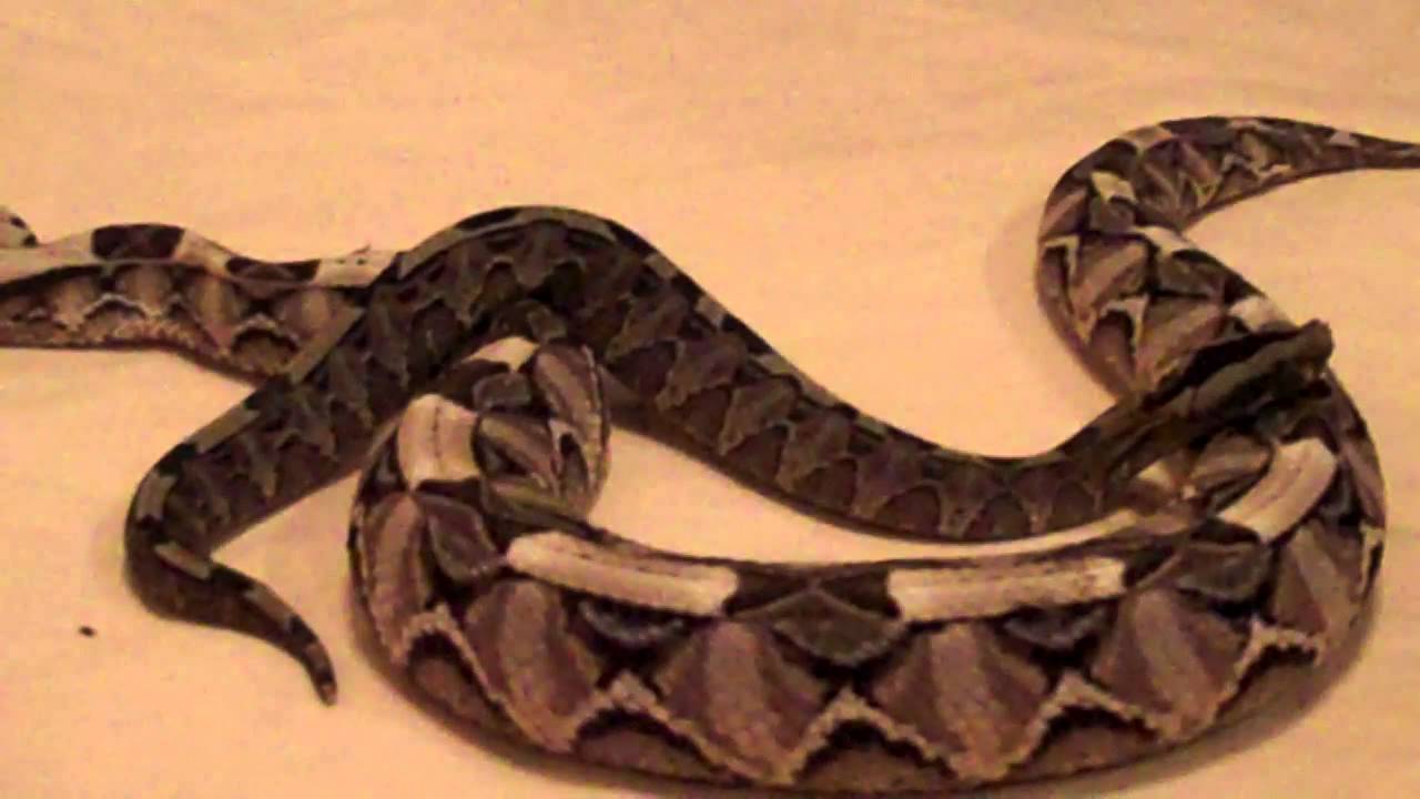 Steve's Snaketuary- Gaboon Viper & Rhino Viper - YouTube